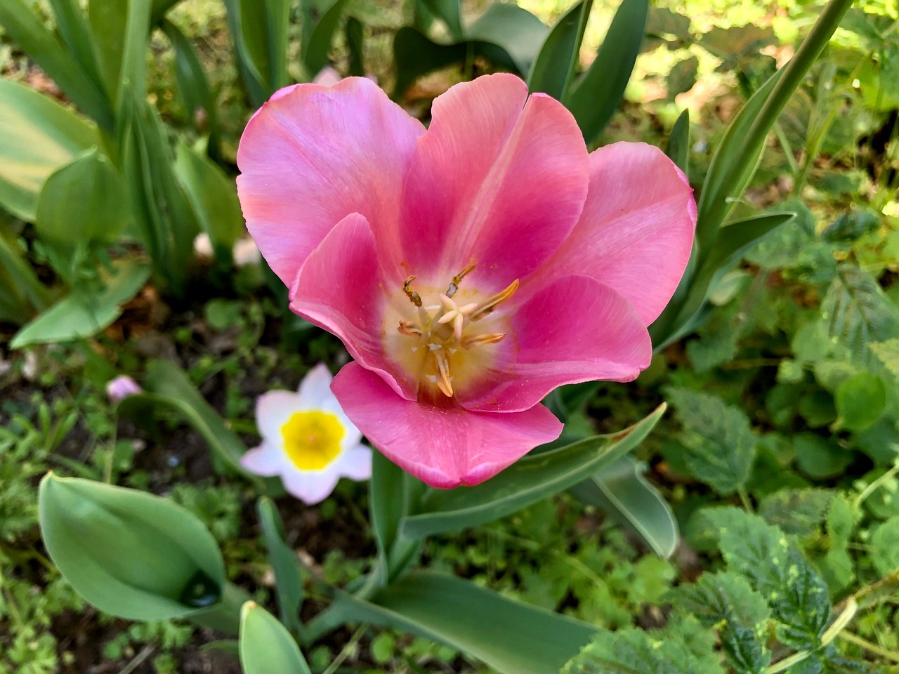 Flor Tulipán Naturaleza - Foto gratis en Pixabay - Pixabay
