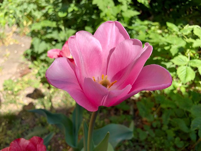 Flor Tulipán Naturaleza - Foto gratis en Pixabay