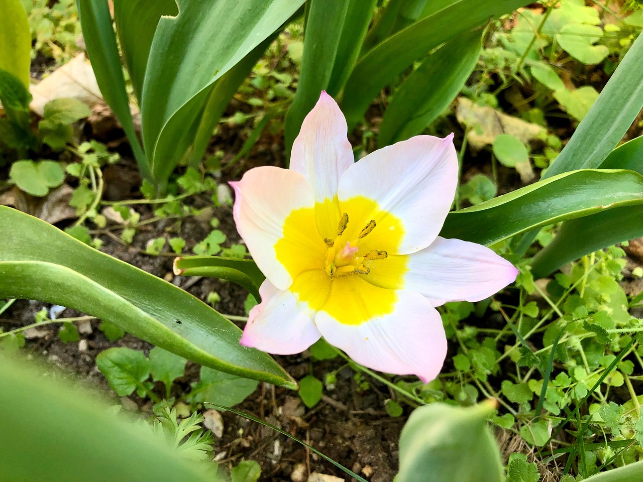 Flower Blossom Bloom - Free photo on Pixabay