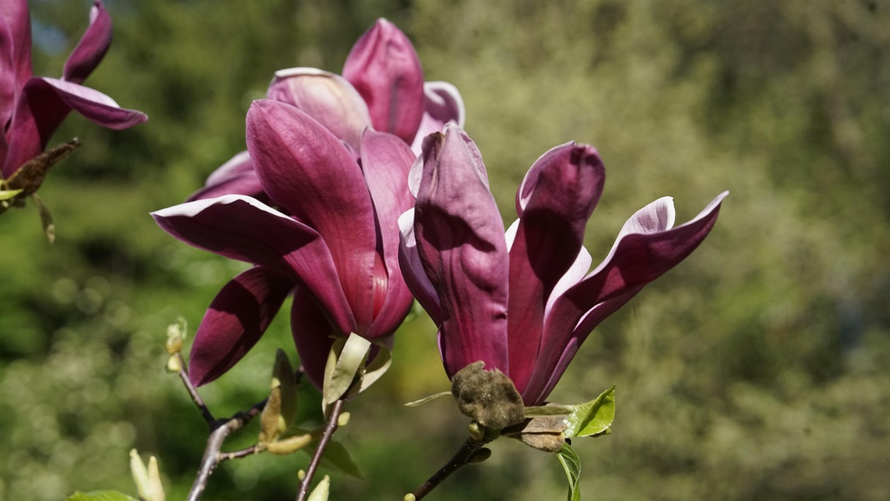 Flores Spring Flower - Free photo on Pixabay