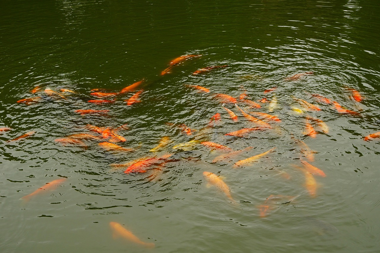 Fish Country Pond - Free photo on Pixabay - Pixabay