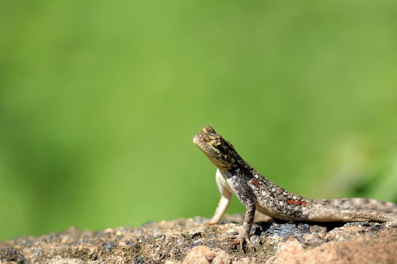 Lizard Reptile Animal - Free photo on Pixabay - Pixabay