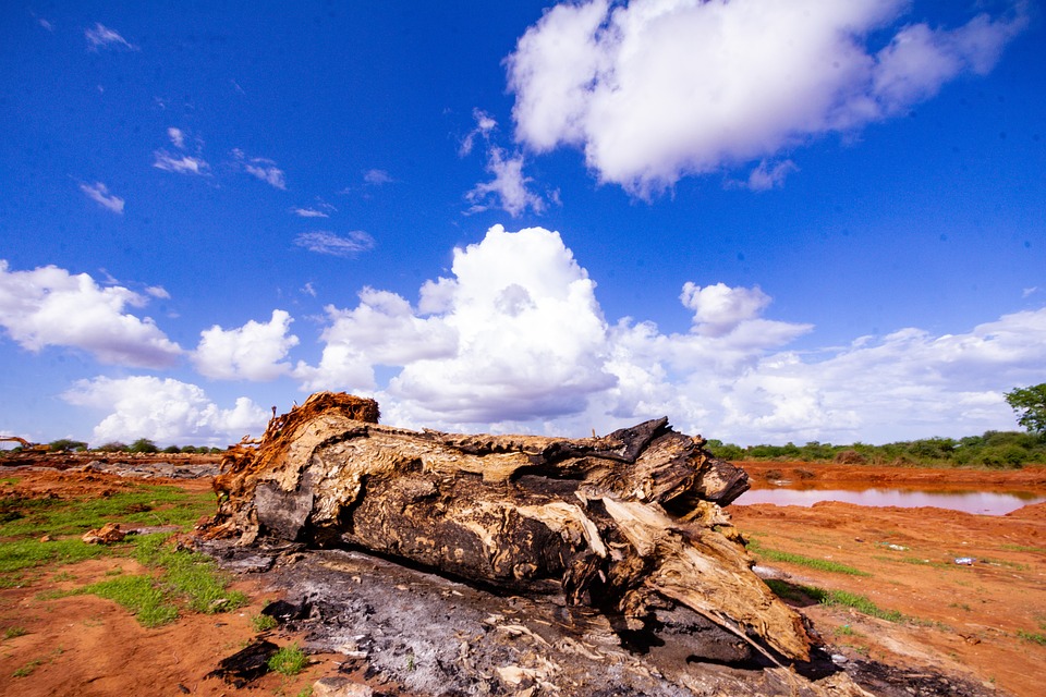 Buturuga Natura Lemn - Fotografie gratuită pe Pixabay - Pixabay