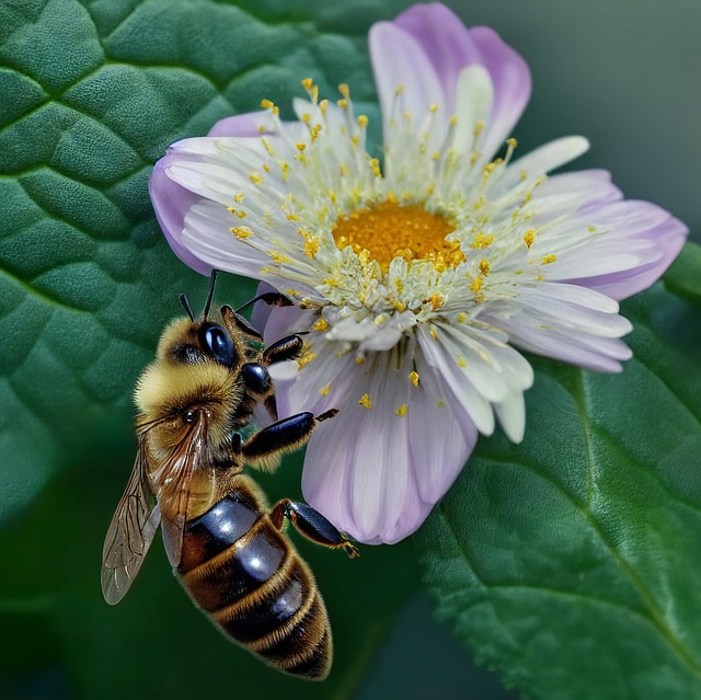 Explore 600+ Free Pollinator Illustrations: Download Now - Pixabay