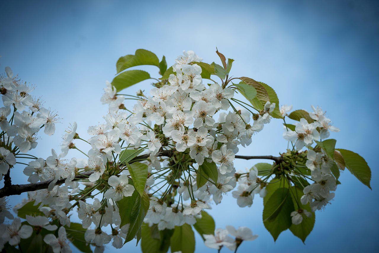 Primavera Natureza Flores - Foto gratuita no Pixabay - Pixabay