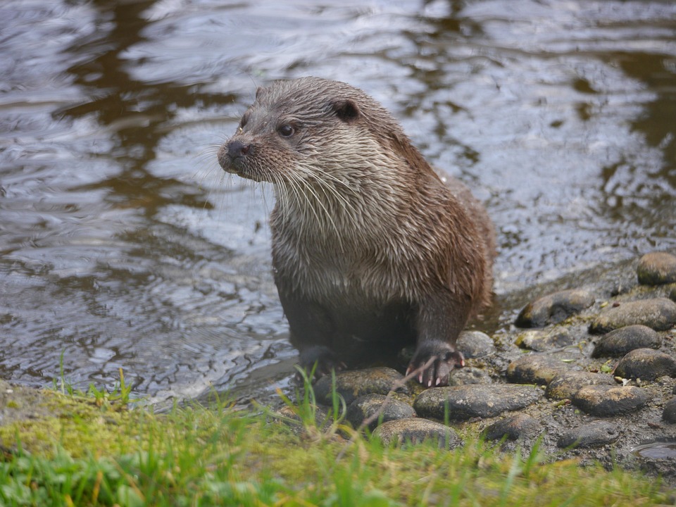 Otter River Mustelid - Free photo on Pixabay - Pixabay