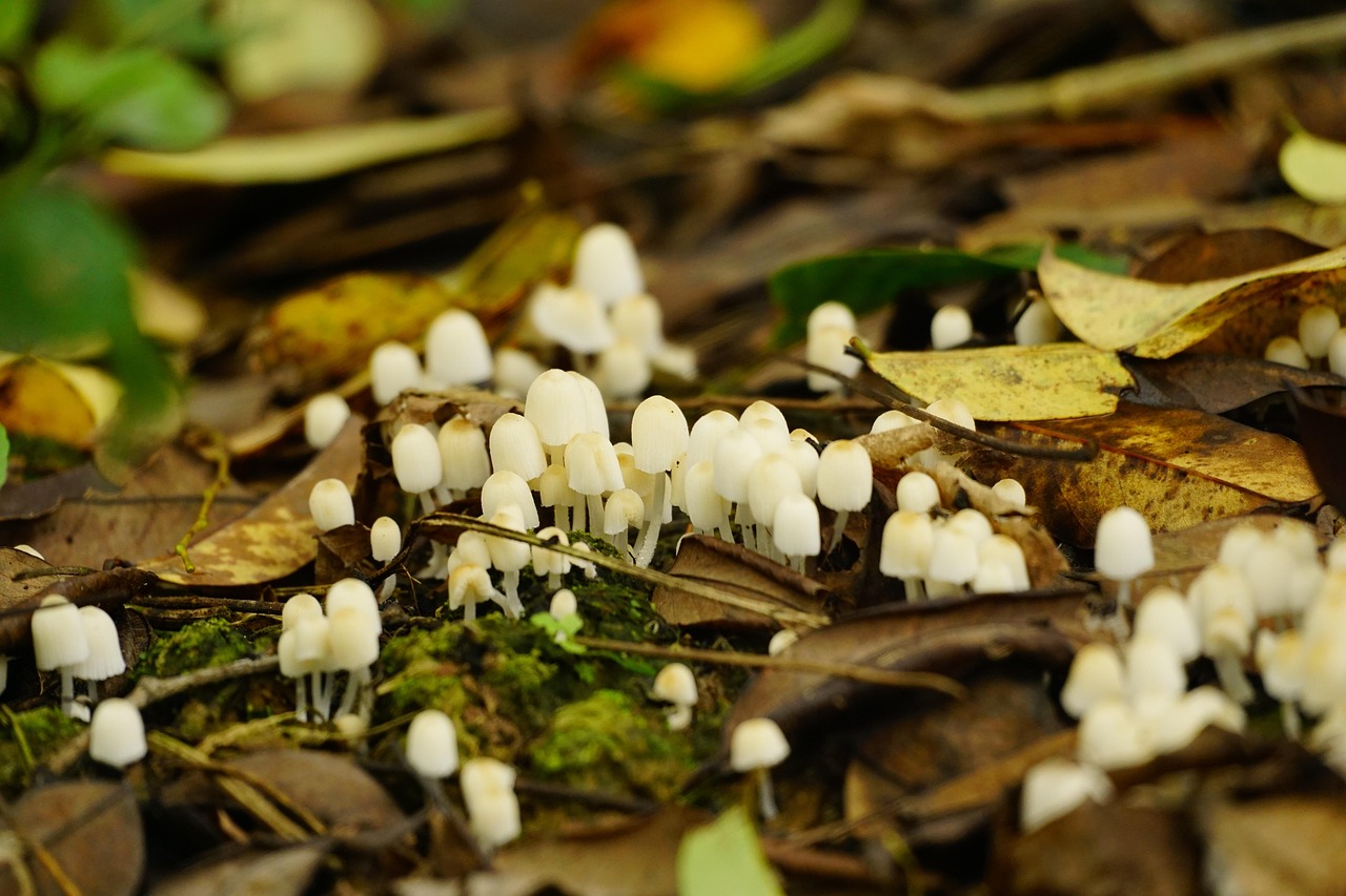 Mushrooms Nature Mycology - Free photo on Pixabay - Pixabay