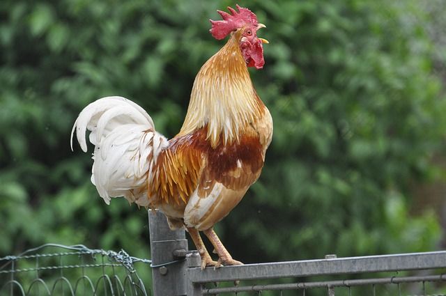Poulet La Volaille Oiseau - Photo gratuite sur Pixabay - Pixabay