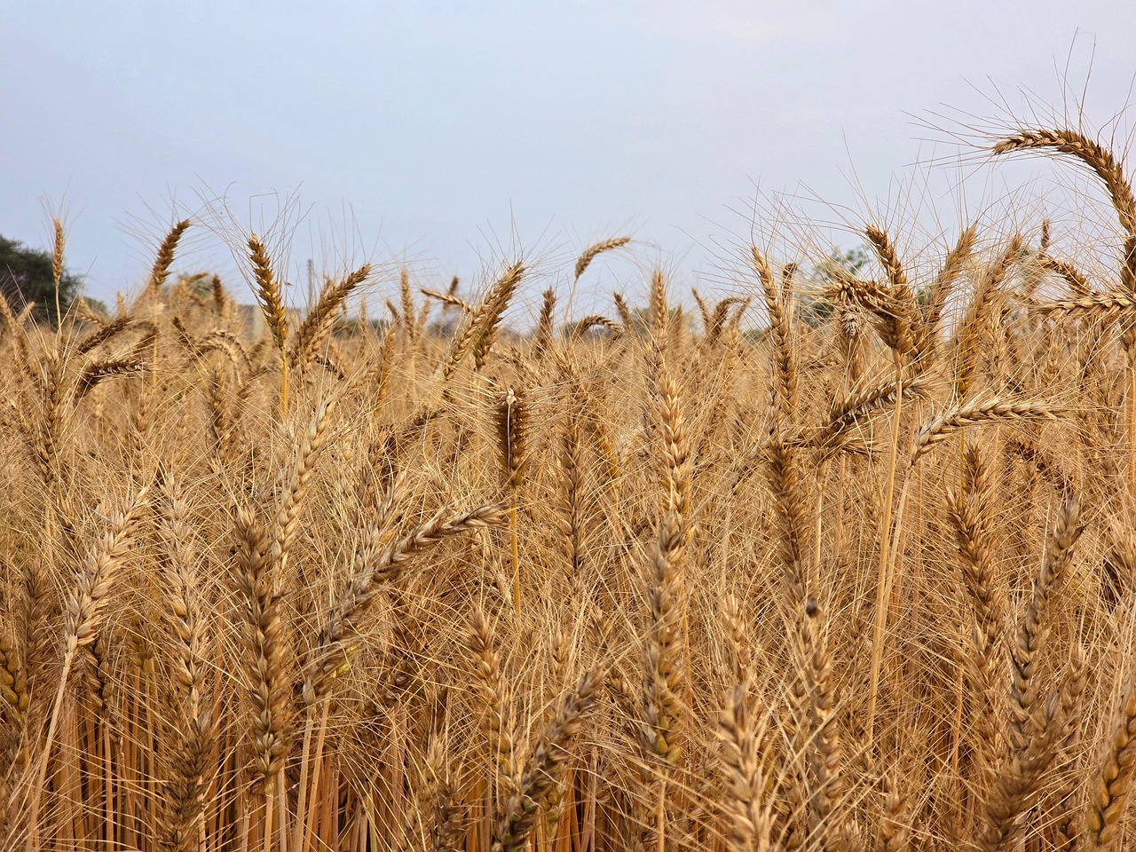 Weizenfeld Weizenpflanzen - Kostenloses Foto auf Pixabay - Pixabay