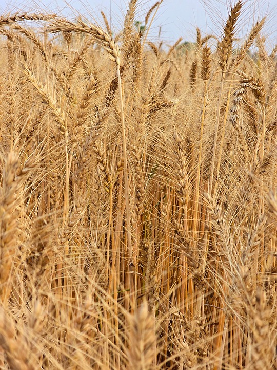 Weizenfeld Weizenpflanzen - Kostenloses Foto auf Pixabay - Pixabay
