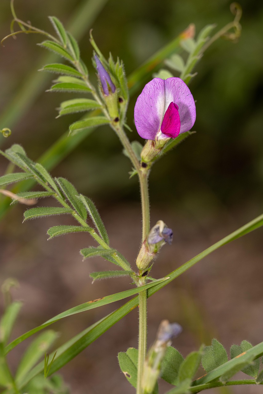 Flower Nature Bloom - Free photo on Pixabay - Pixabay
