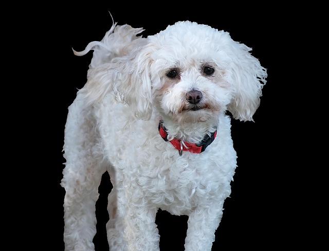 Dog Pet Lilly - Free photo on Pixabay - Pixabay