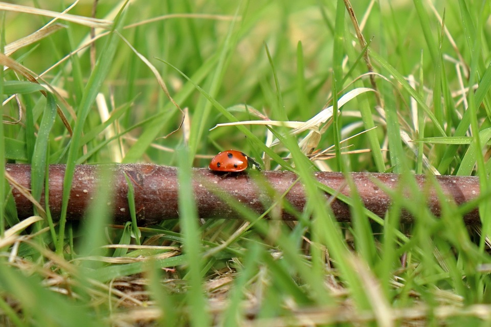 Ladybug Beetle Nature Free Photo On Pixabay Pixabay