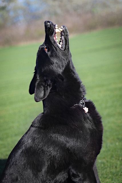 Black Dog Vicsor He - Free photo on Pixabay - Pixabay