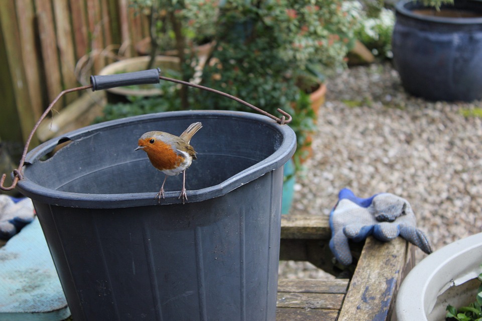 Nature Bird Robin - Free photo on Pixabay - Pixabay
