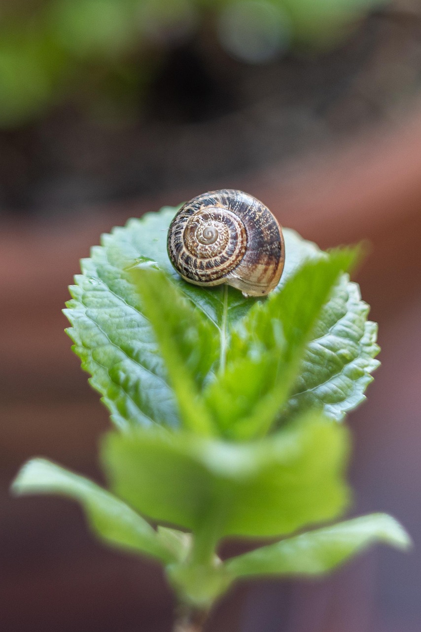 Escargot Nature Jardin - Photo gratuite sur Pixabay - Pixabay