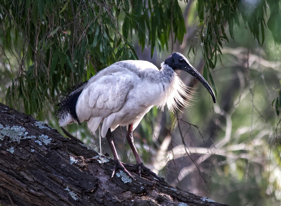 Australian White Ibis Bird Avian - Free photo on Pixabay - Pixabay