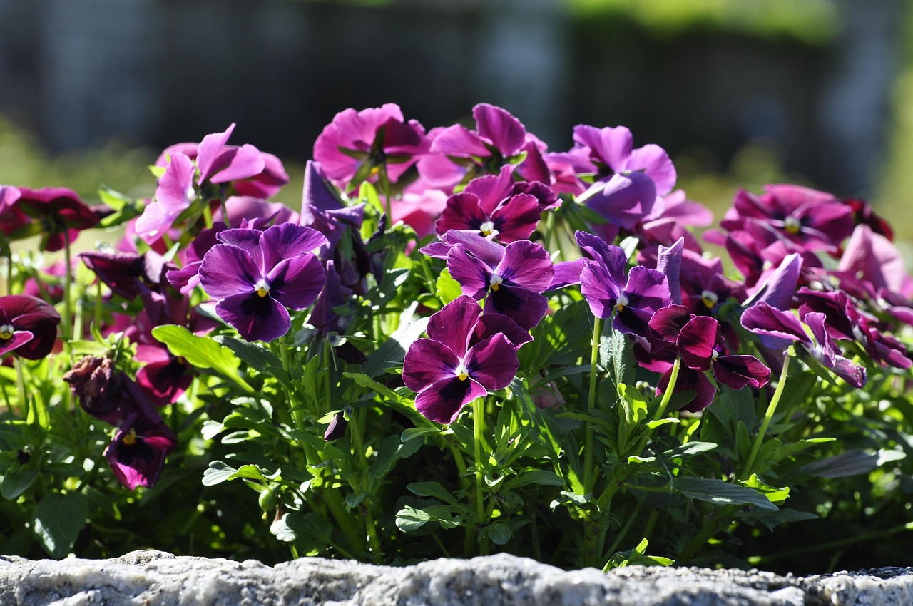 Fleurs La Nature Printemps - Photo gratuite sur Pixabay - Pixabay