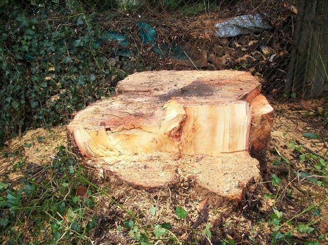 Tree Trunk Cut Down - Free photo on Pixabay