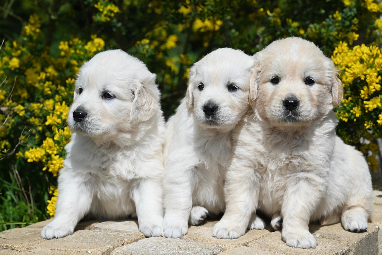 Hunde Golden Retriever Welpen