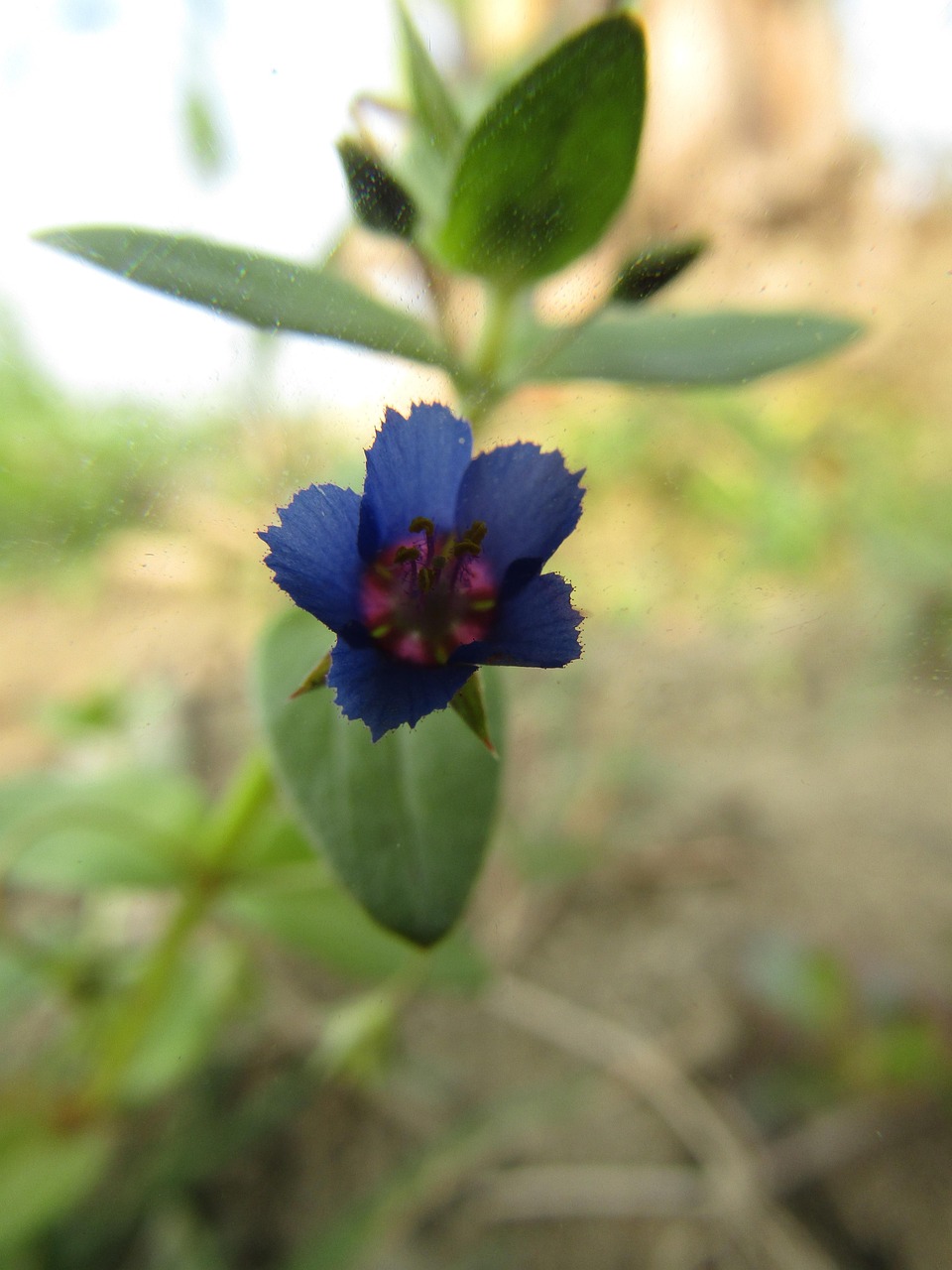 Anagallis Arvensis - Free photo on Pixabay - Pixabay
