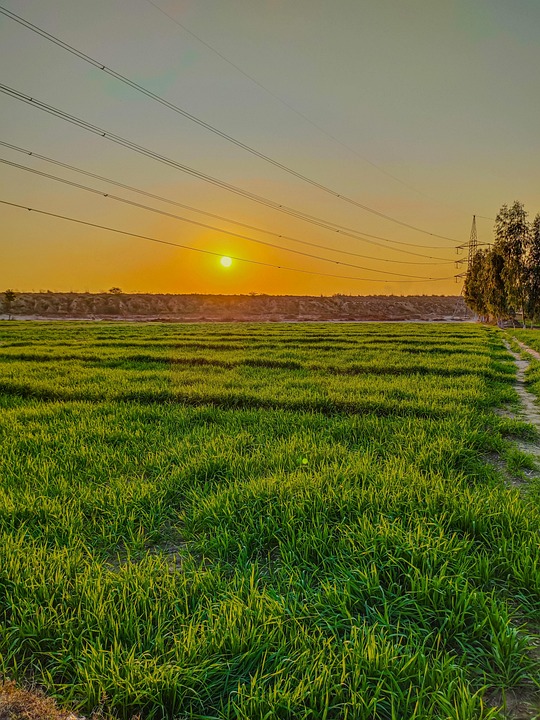 Nature Portrait Grass - Free photo on Pixabay - Pixabay