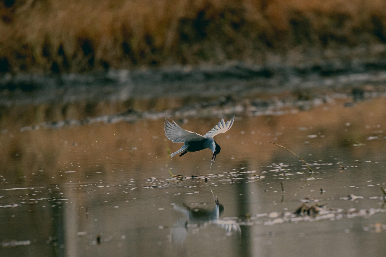 Bird Nature Wildlife - Free photo on Pixabay - Pixabay