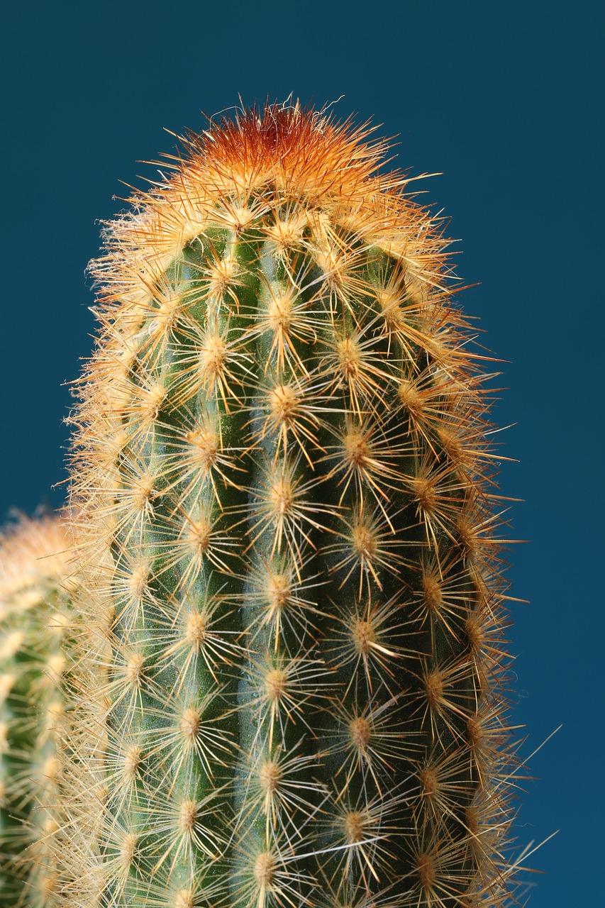 Cactus Plantes Nature - Photo gratuite sur Pixabay - Pixabay