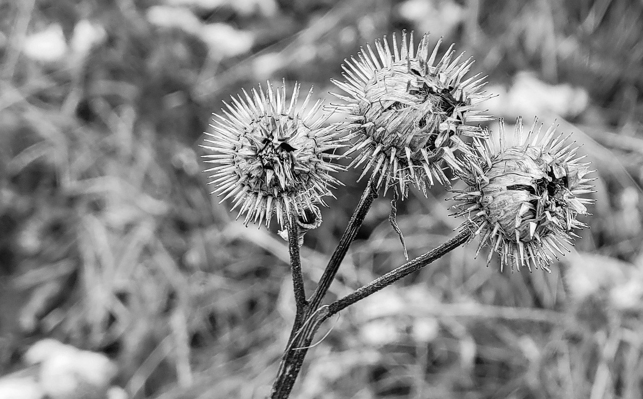 Seed Fruits Pods Close Up Free Photo On Pixabay Pixabay