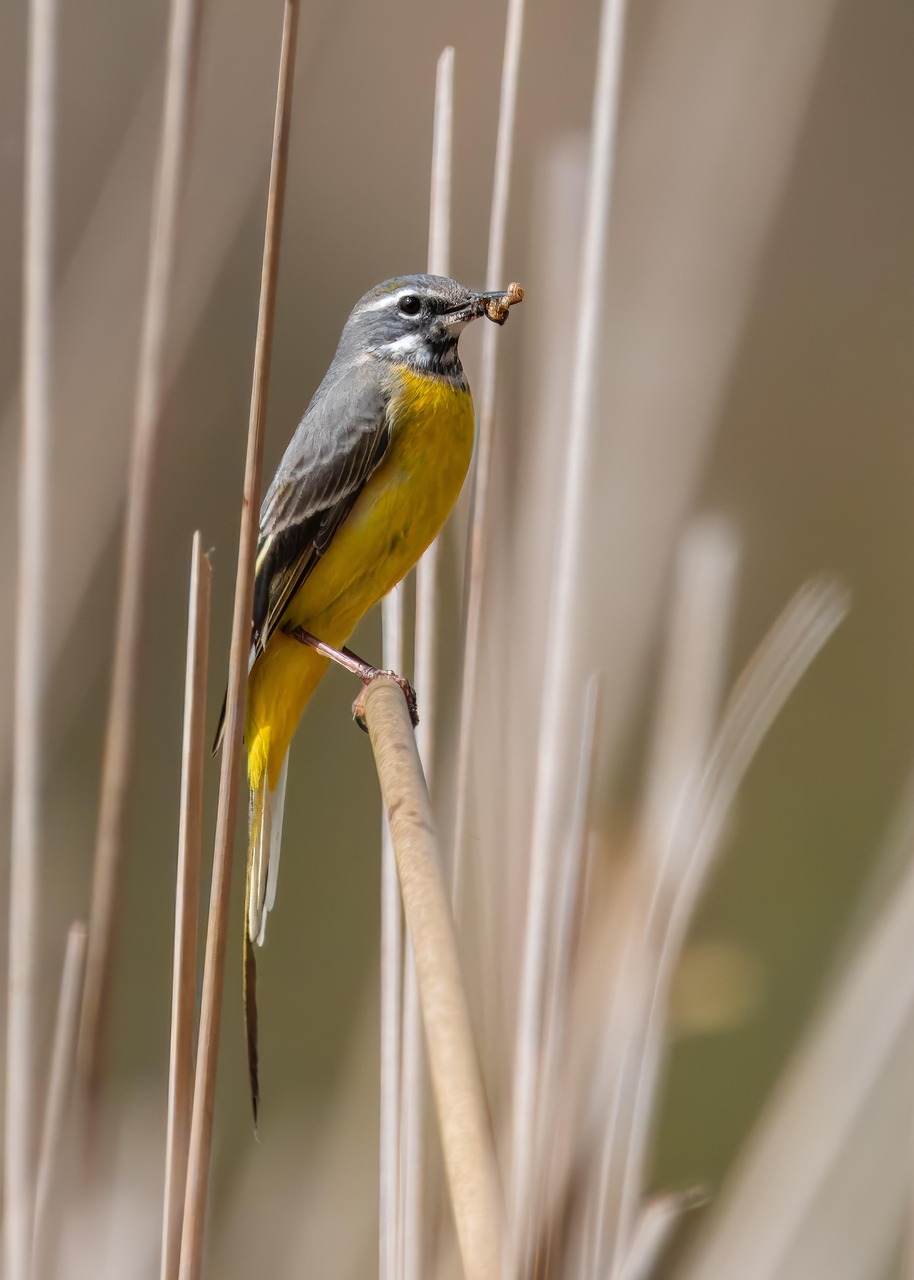 Gray Wagtail Songbird Bird - Free photo on Pixabay