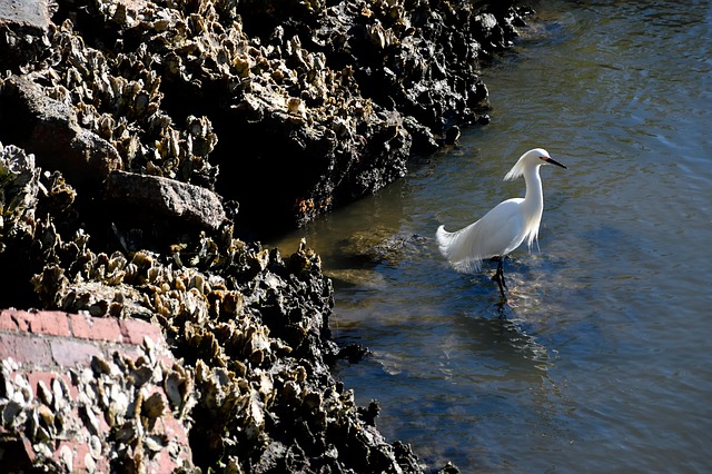 Nature Egret Heron - Free photo on Pixabay - Pixabay