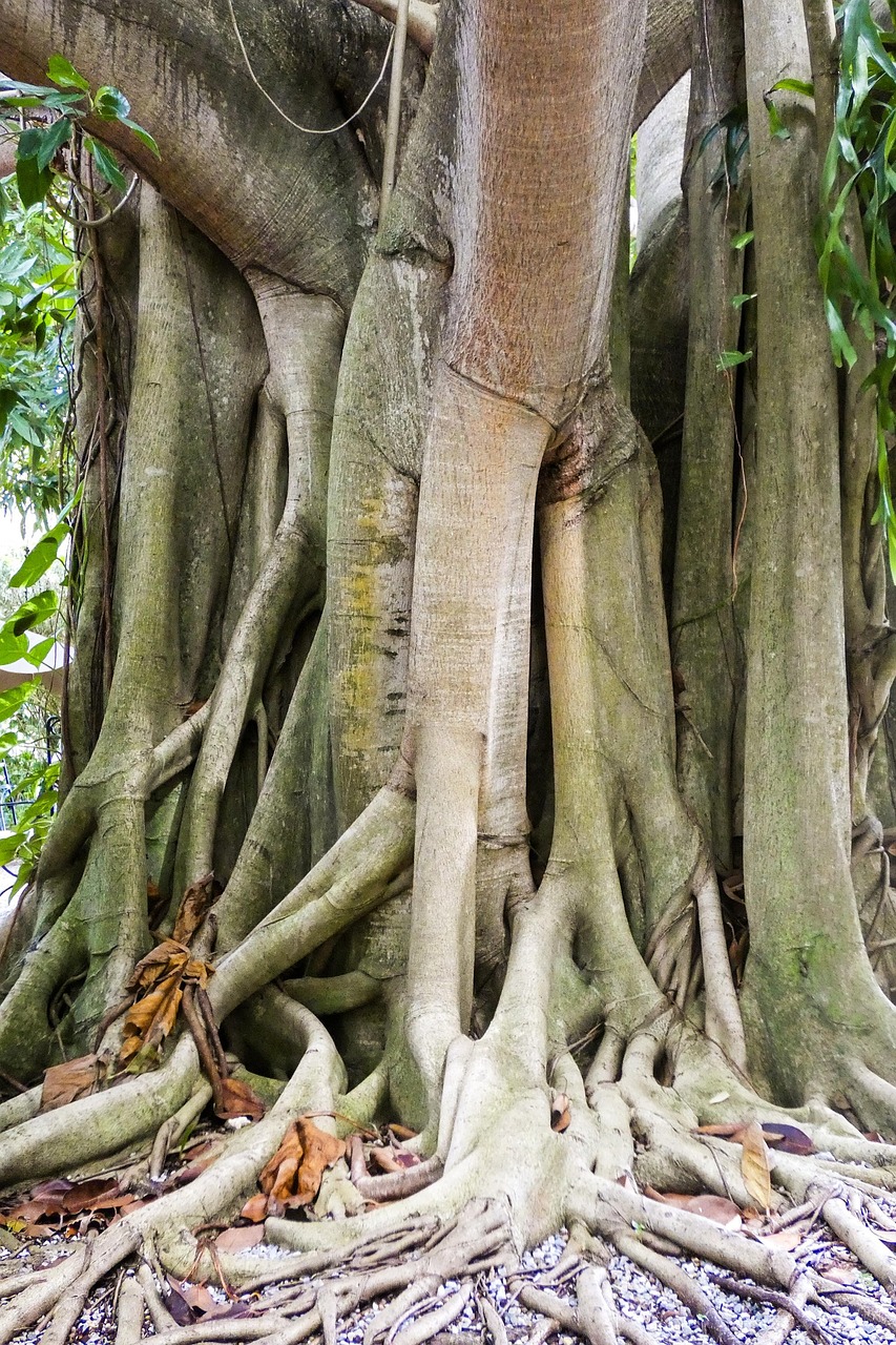 Ficus Áurea Figueira Verde - Foto gratuita no Pixabay - Pixabay