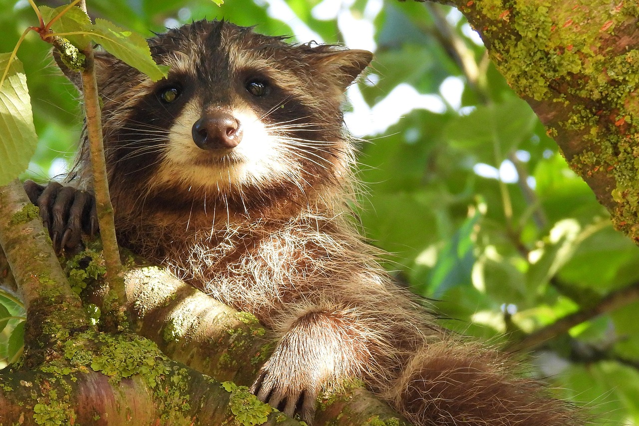 Raccoon Animal Mammal - Free photo on Pixabay