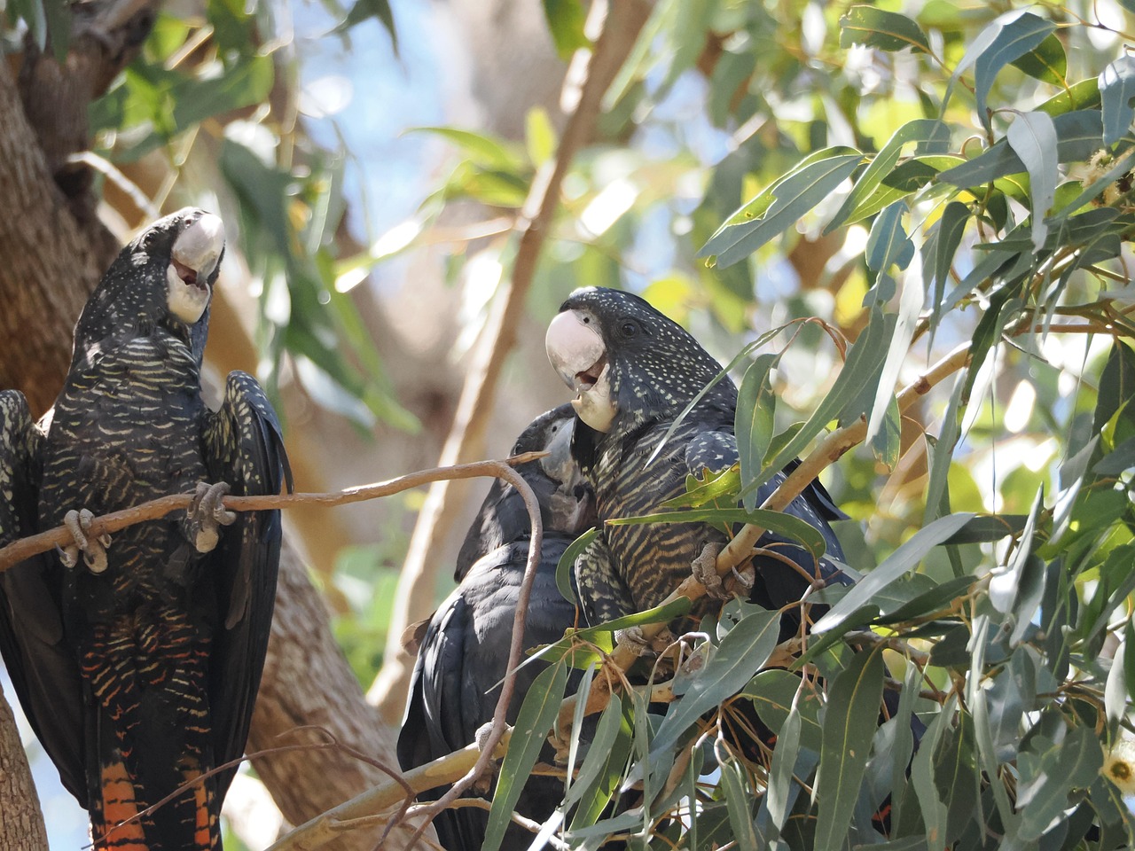 Cockatoo Parrot Bird - Free photo on Pixabay - Pixabay