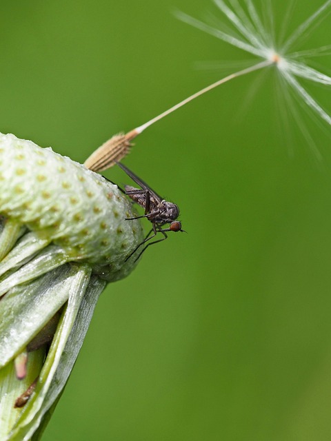 Moustique Insecte Fleur - Photo gratuite sur Pixabay - Pixabay