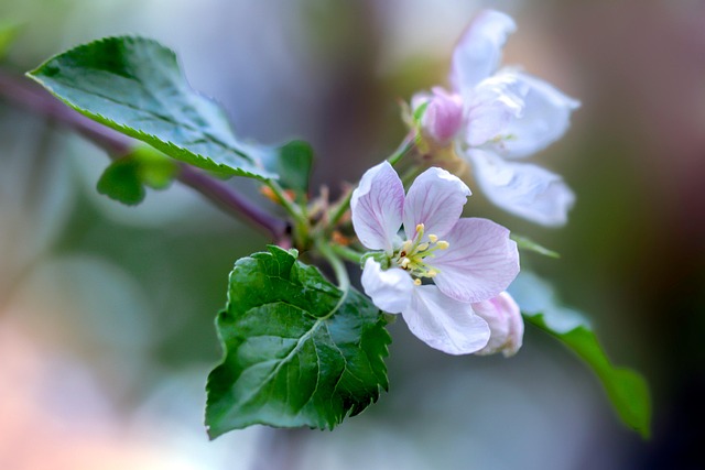 Bunga-Bunga Apple Putih - Foto gratis di Pixabay - Pixabay