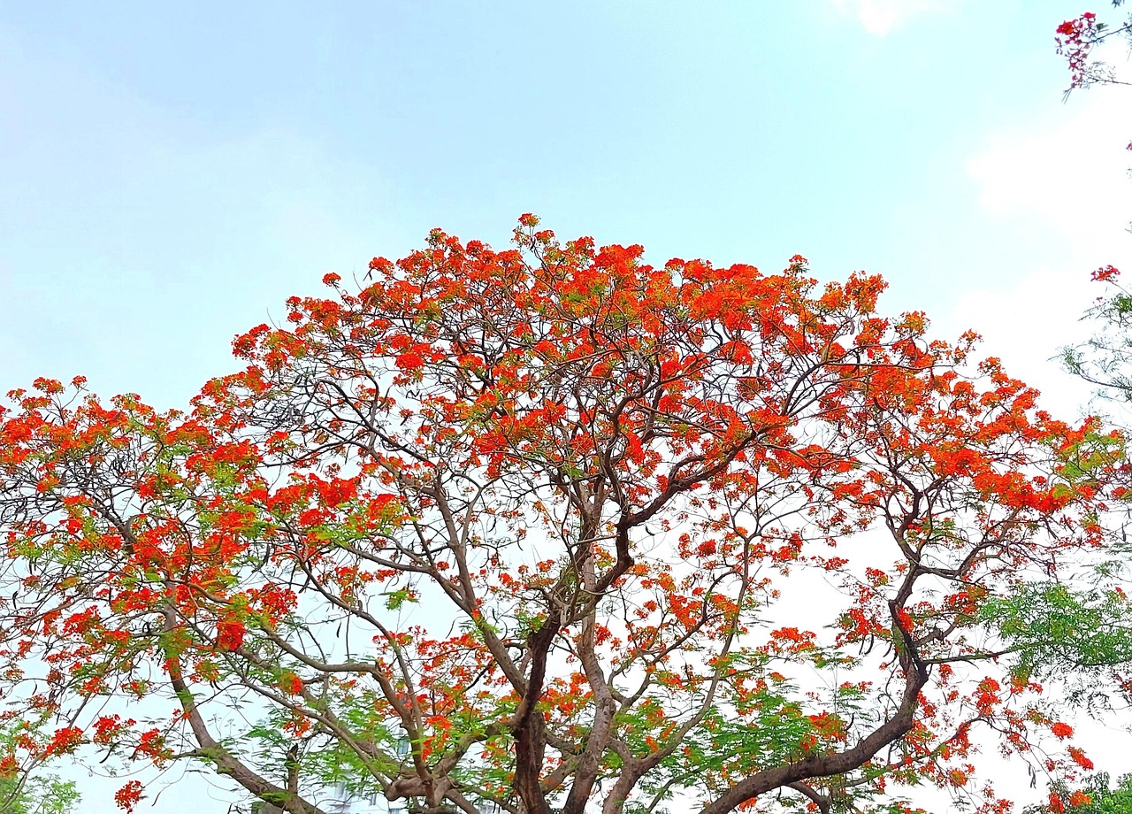 Royal Poinciana Delonix Regia - Photo gratuite sur Pixabay - Pixabay