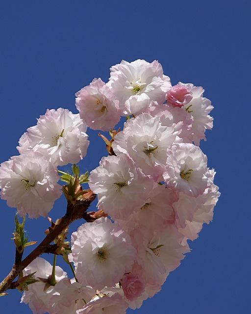 Spring Cherry Blossom In Full - Free photo on Pixabay - Pixabay