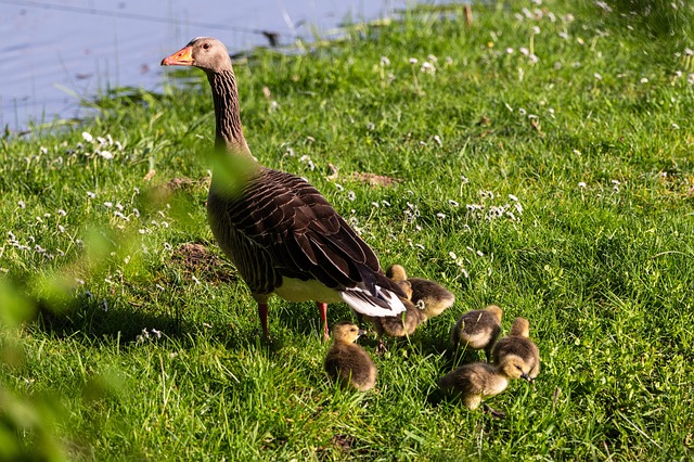 Bird Greylag Goose Chicks - Free photo on Pixabay - Pixabay