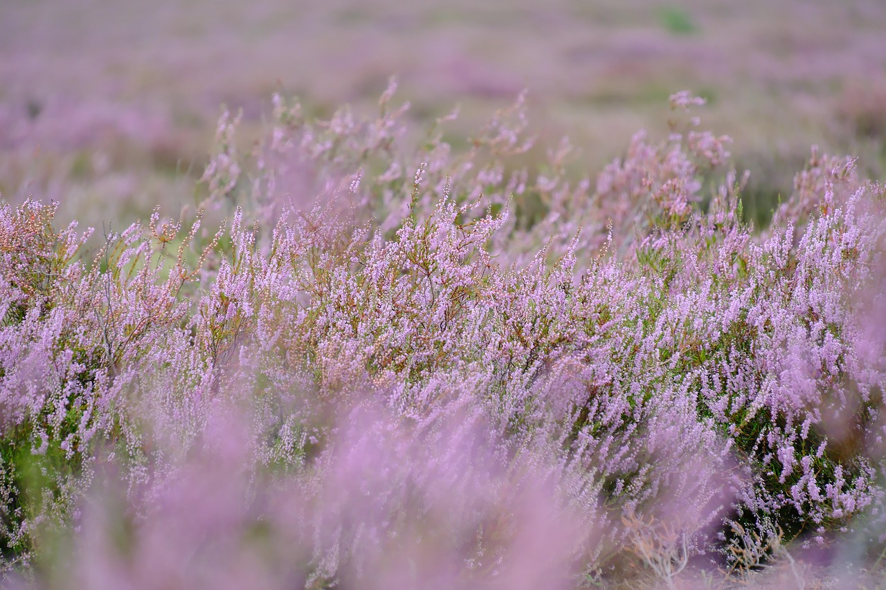 Pagan Nature Heather - Free photo on Pixabay - Pixabay