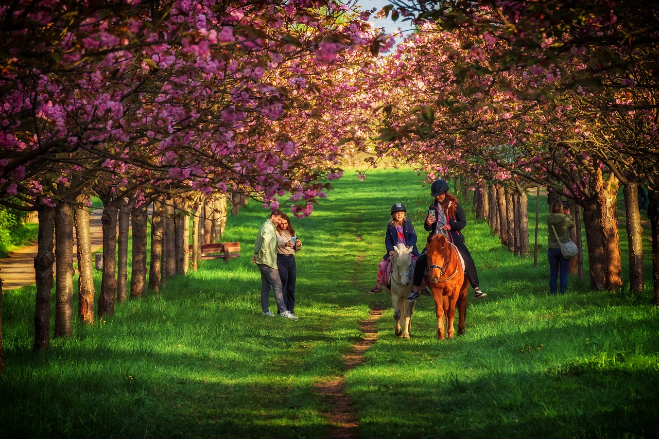 Horse Riding Trees Cherry Blossoms - Free photo on Pixabay - Pixabay