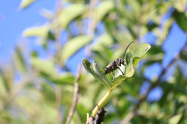 Beetle Insect Branch - Free photo on Pixabay - Pixabay