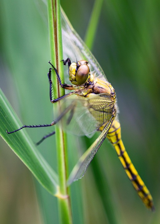 Dragonfly Insect Nature - Free photo on Pixabay - Pixabay