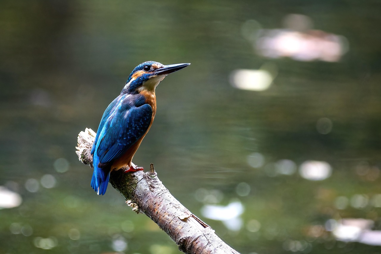 Kingfisher Bird Animal - Free photo on Pixabay - Pixabay