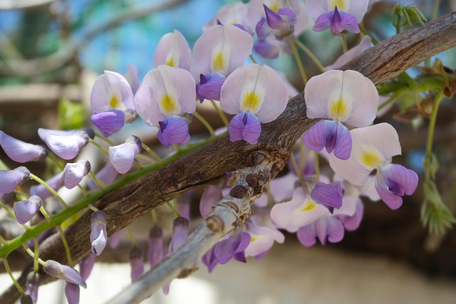 Mignon Fleurs Purple - Photo gratuite sur Pixabay