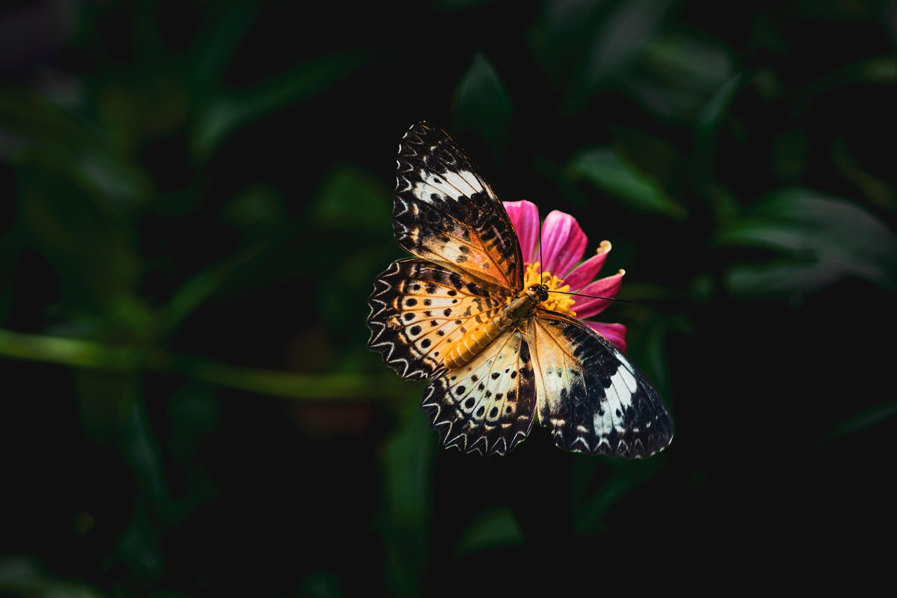 Butterfly Insect Wings - Free photo on Pixabay - Pixabay
