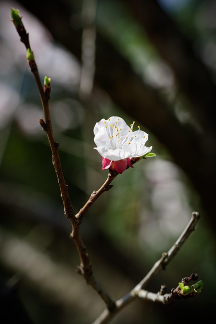 Bunga Mekar Musim Semi - Foto gratis di Pixabay - Pixabay