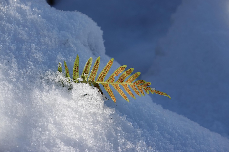 Fern Snow Picture Plant - Free photo on Pixabay - Pixabay