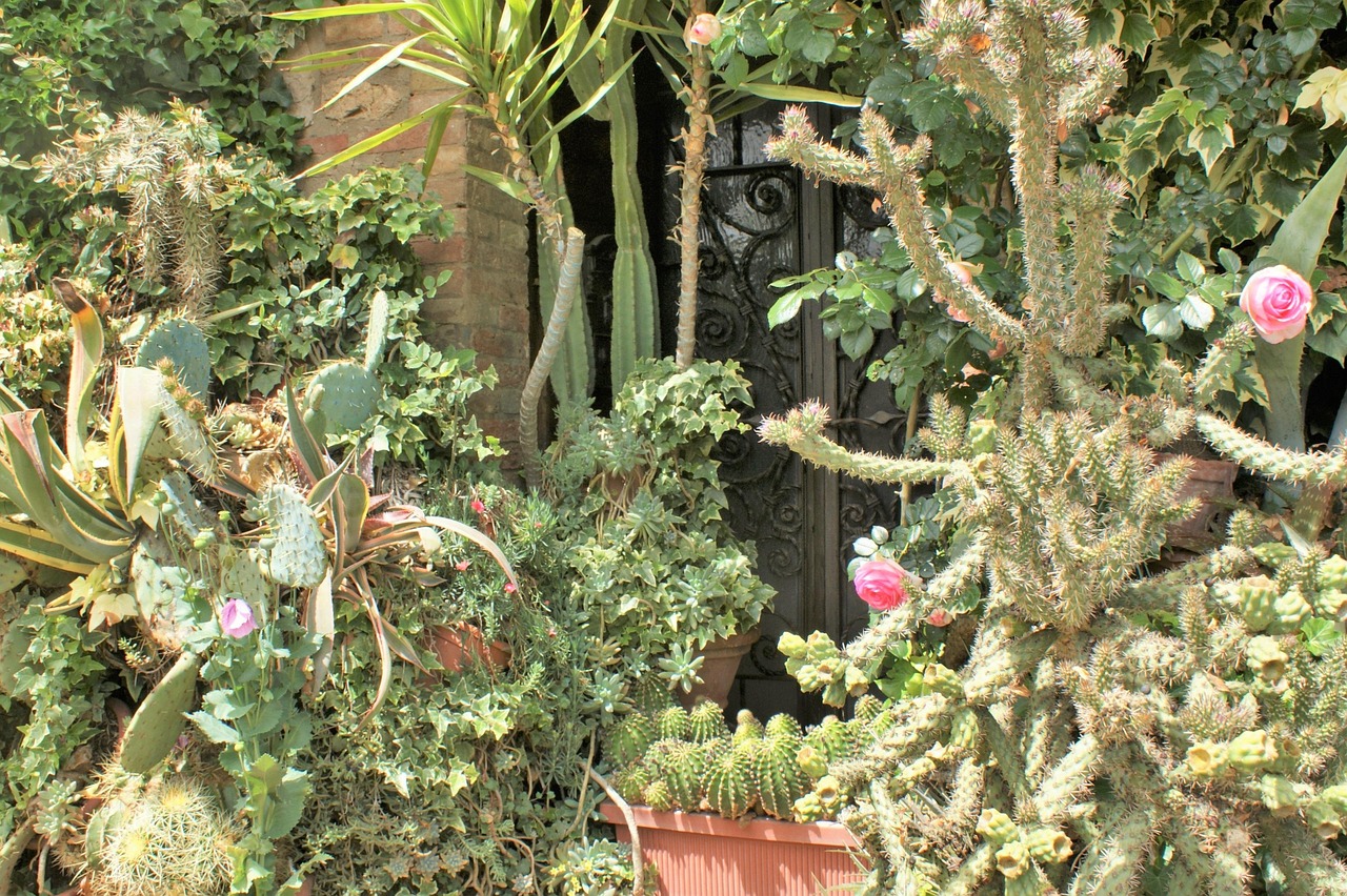 Italy Tuscany Cactus - Free photo on Pixabay - Pixabay