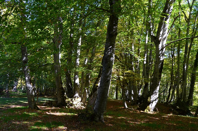 Wald Bäume Unterholz - Kostenloses Foto auf Pixabay - Pixabay